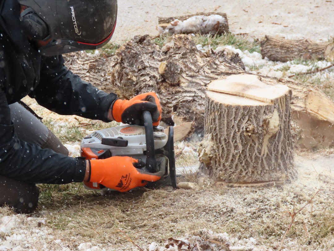 Stump Grinding: The Proven Way to Eliminate Regrowth and Termite Risks ...
